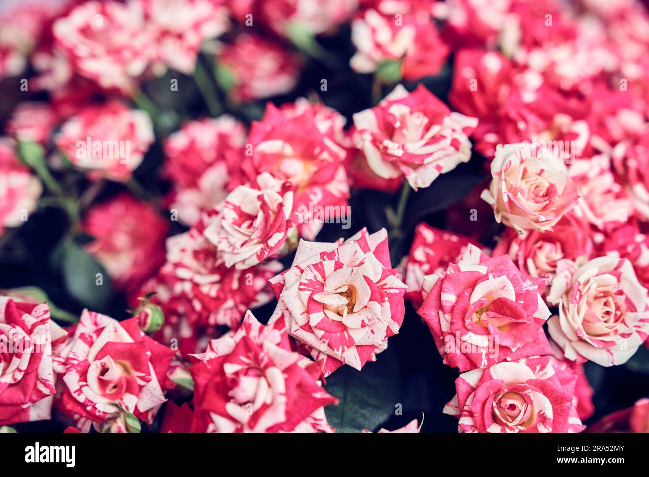 A beautiful pink rose flower of a tea-hybrid Variegated Fantasy in a ...