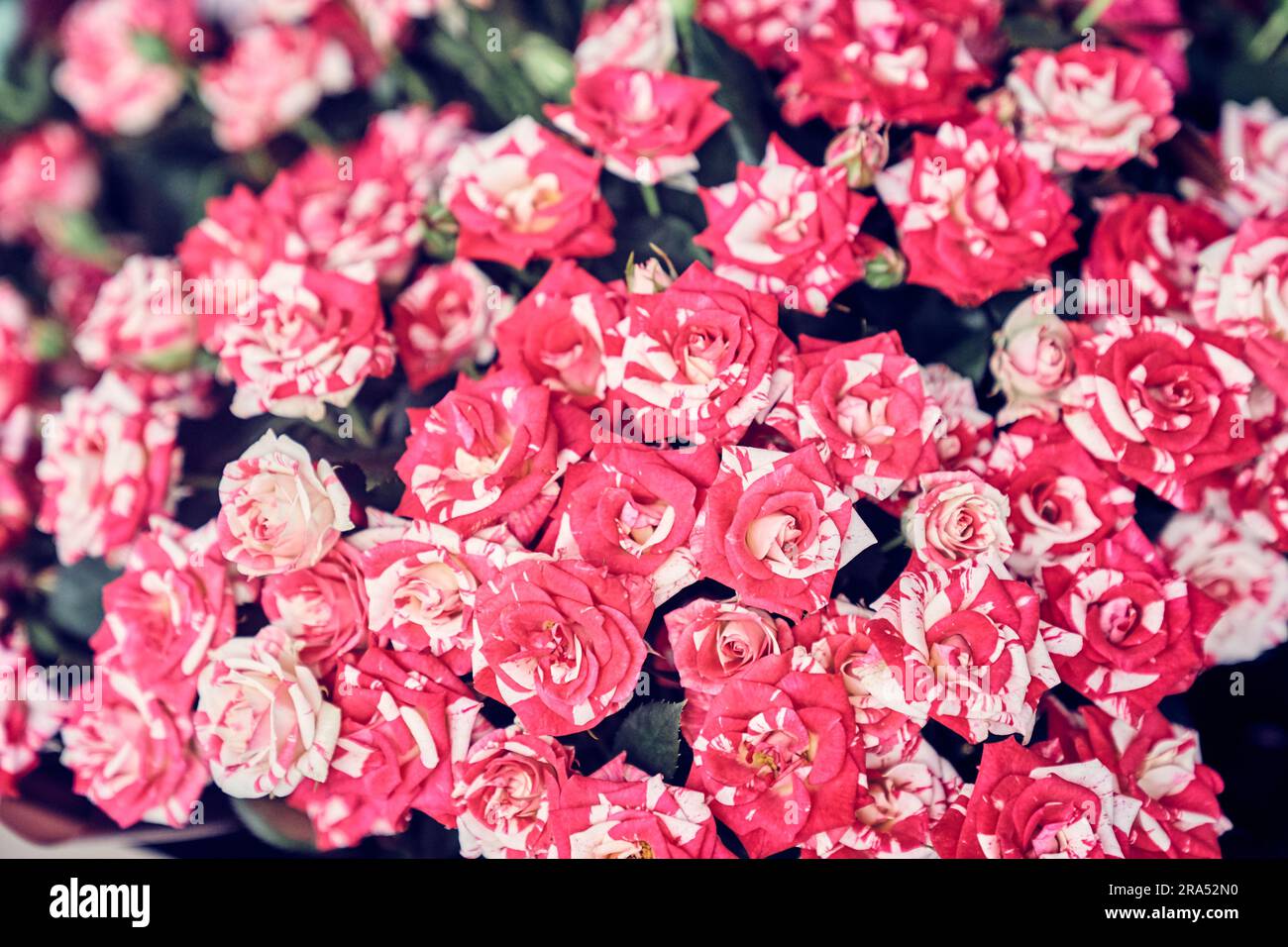 Floribunda papageno hi-res stock photography and images - Alamy