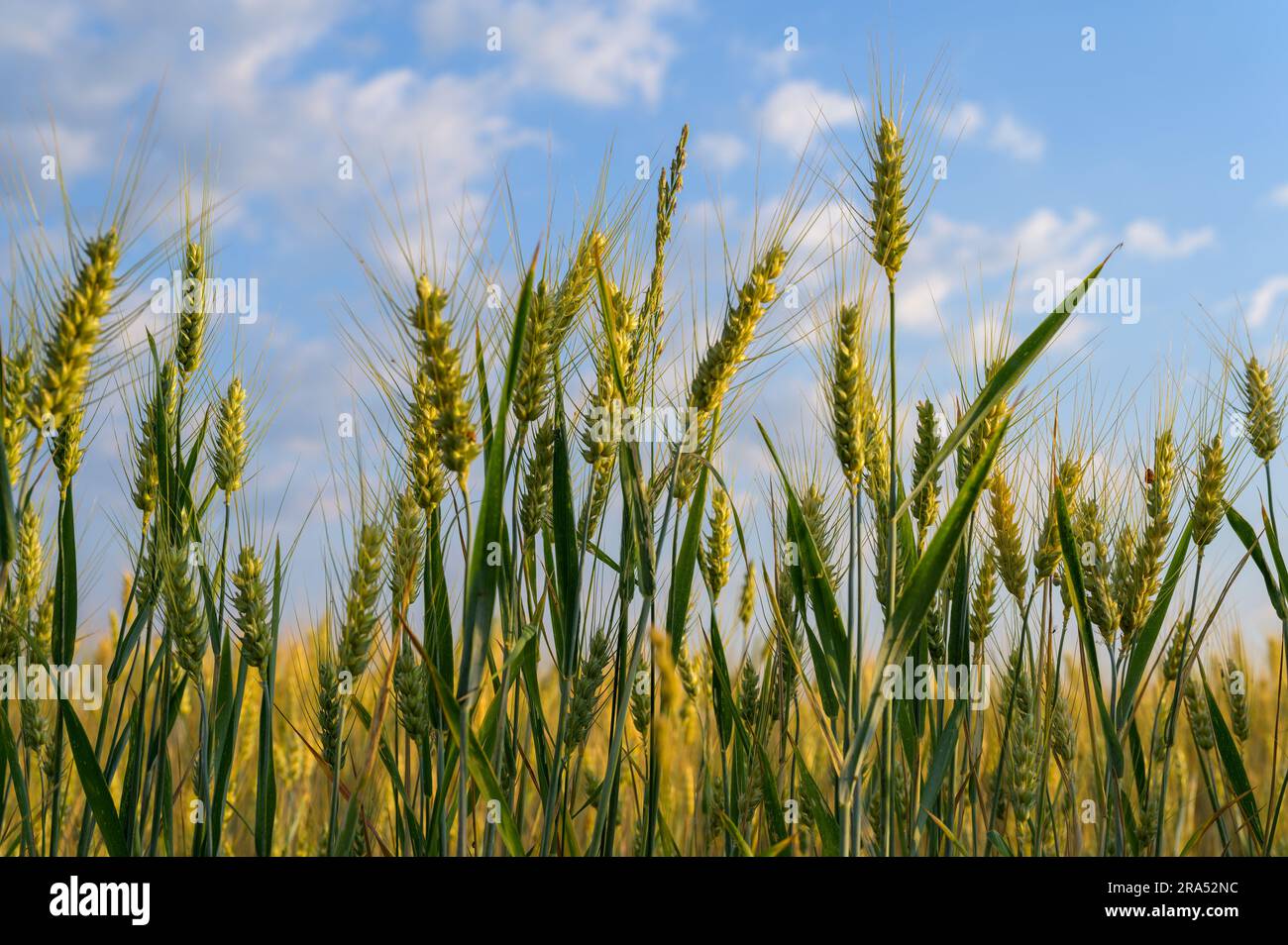 Close up of golden sunlit barley against blue skies with clouds and ...