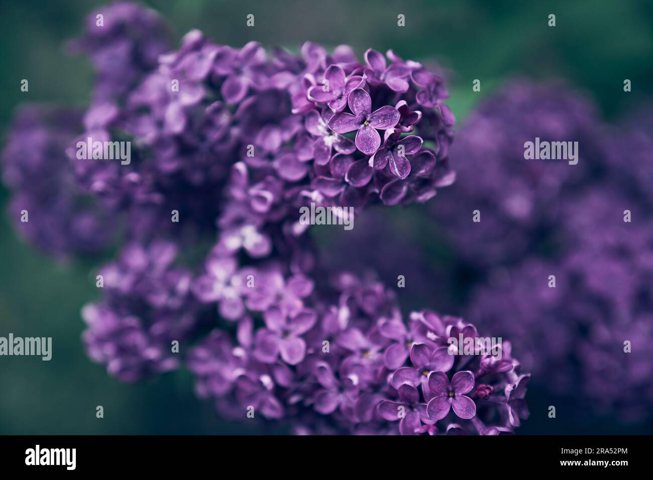 Background of purple lilac flowers, with space to copy. The layout of a ...