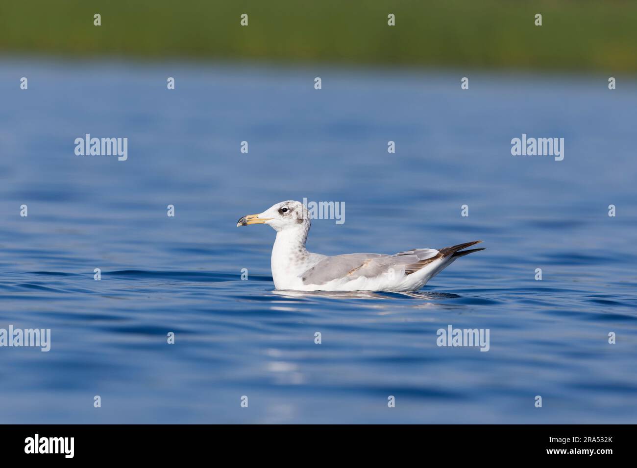Pallas's gull Ichthyaetus ichthyaetus, 1st summer plumage swimming ...