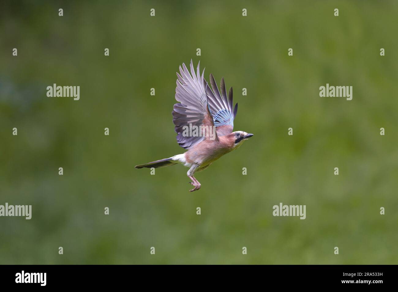 Eurasian jay flying hi-res stock photography and images - Alamy