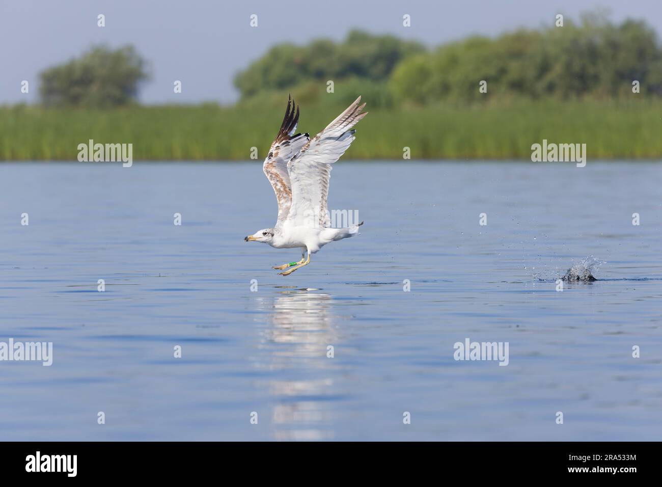Pallas's gull Ichthyaetus ichthyaetus, 1st summer plumage flying ...