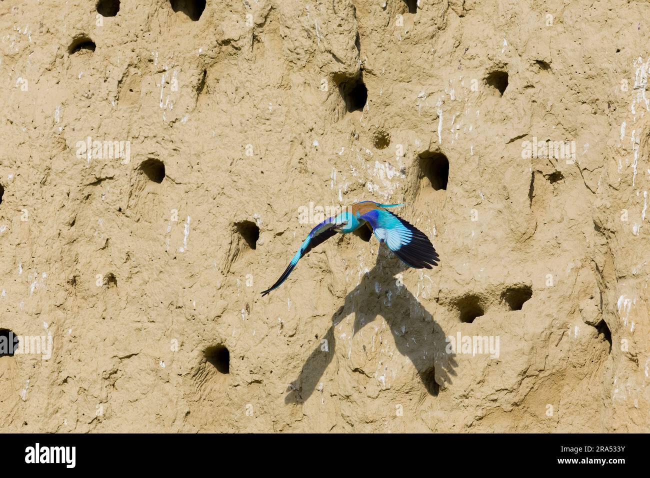 European roller Coracias garrulus, adult flying from nest hole in sand ...