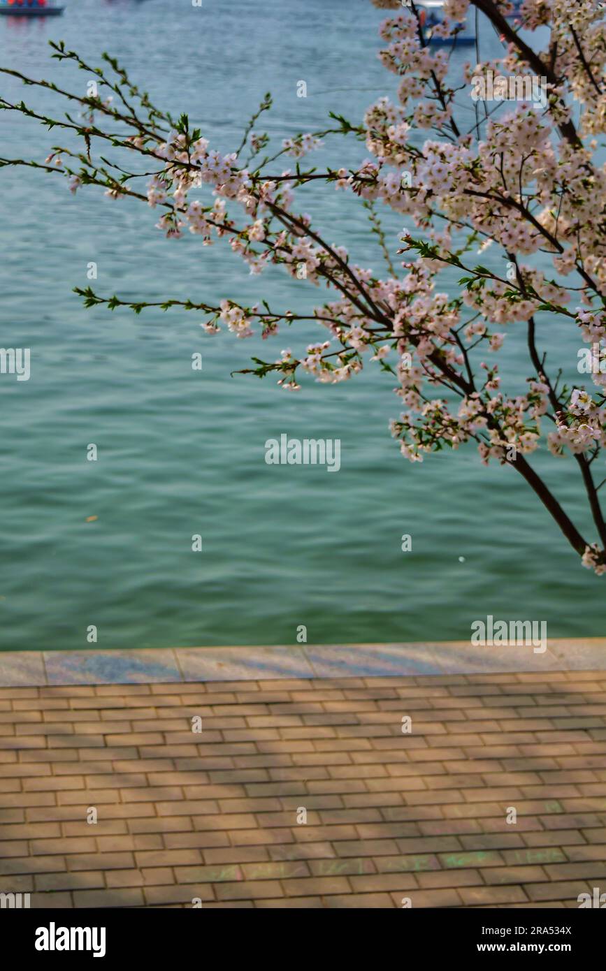 Discover the harmonious scene of white flowers in full bloom, caressed ...