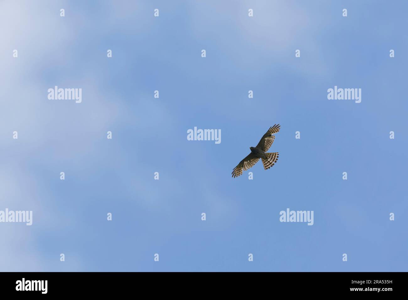 Levant sparrowhawk Accipiter brevipes, adult female flying, Macin ...