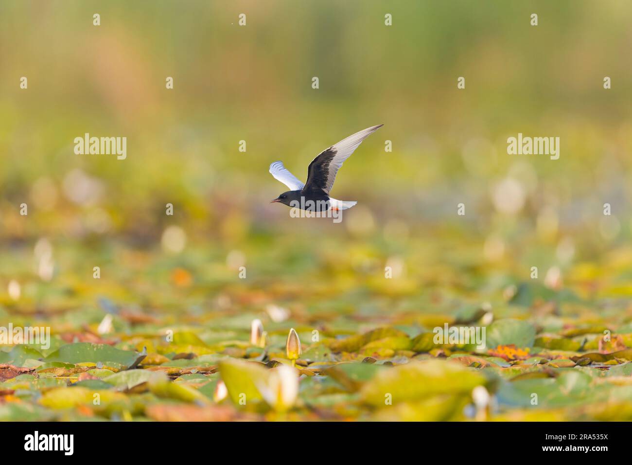White-winged tern Chlidonias leucoptera, summer plumage adult flying ...