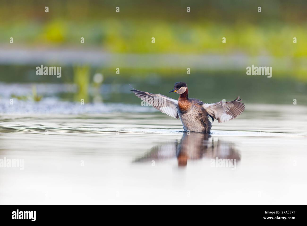 Red-necked grebe Podiceps grisegena, breeding plumage adult swimming ...