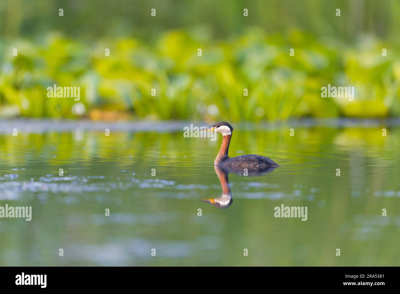 Red-necked grebe Podiceps grisegena, breeding plumage adult swimming ...