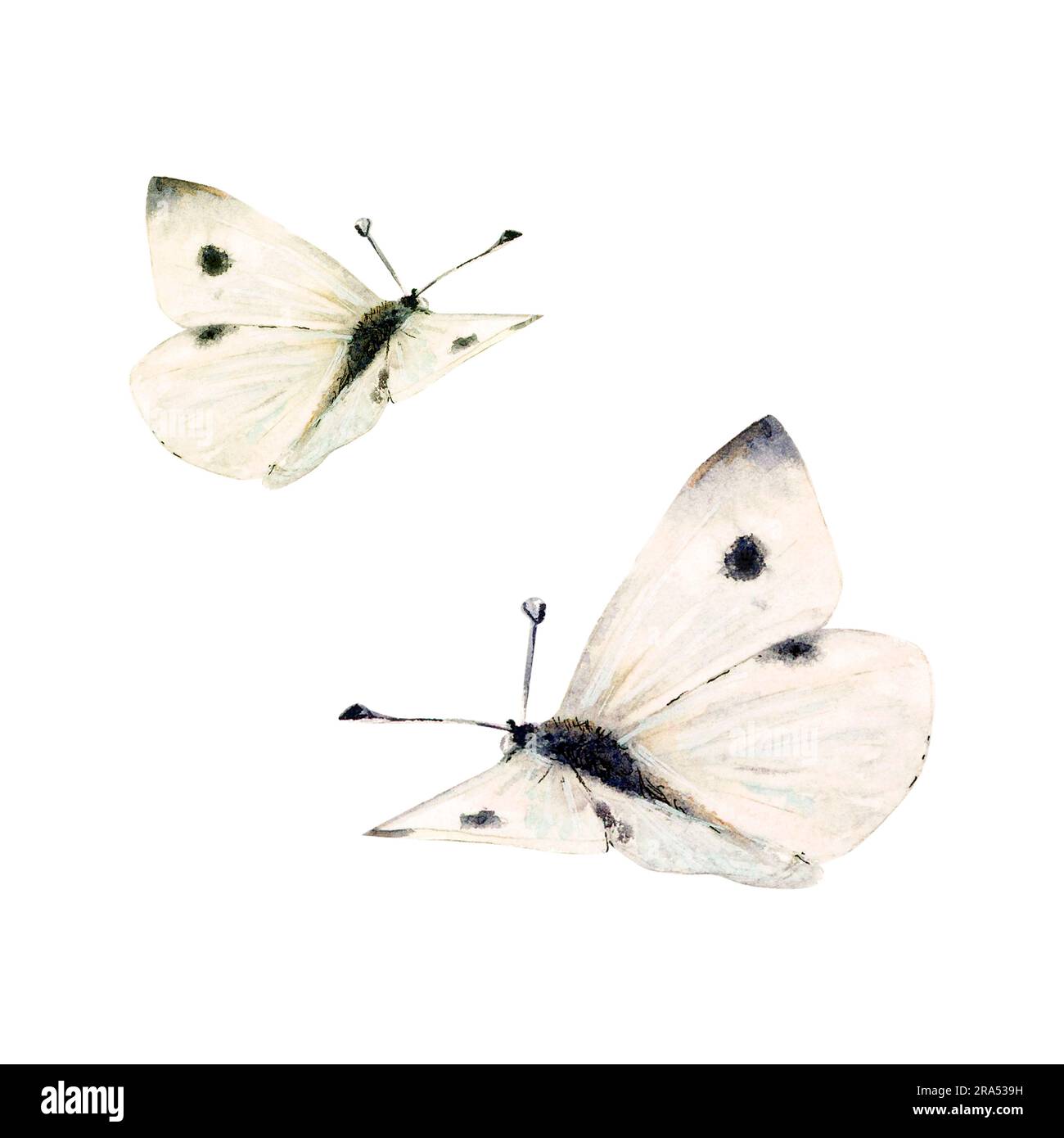 Two white flying butterfly with bleck dots hand drawn on white ...