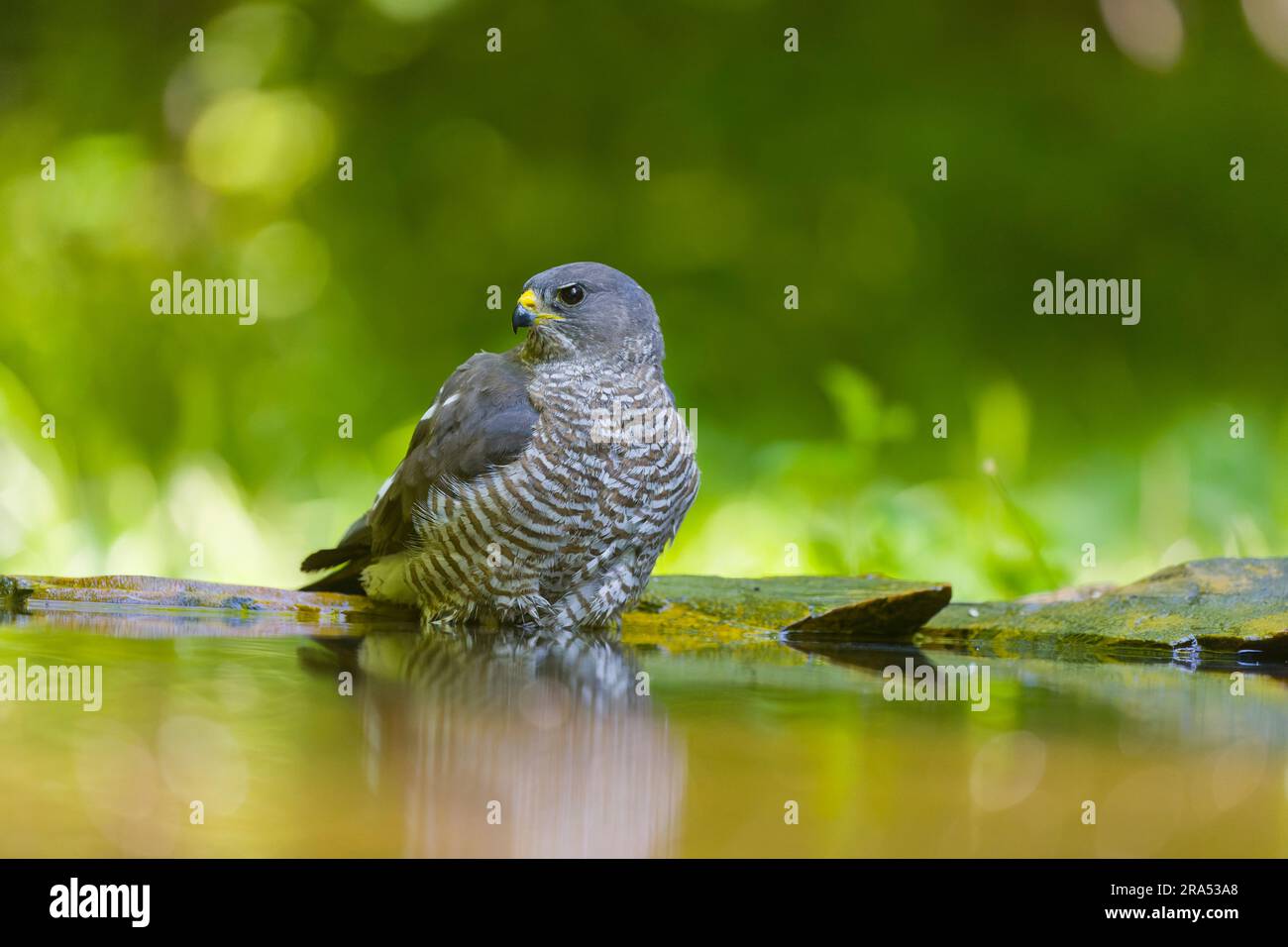 Levant sparrowhawk Accipiter brevipes, adult female sitting in woodland ...