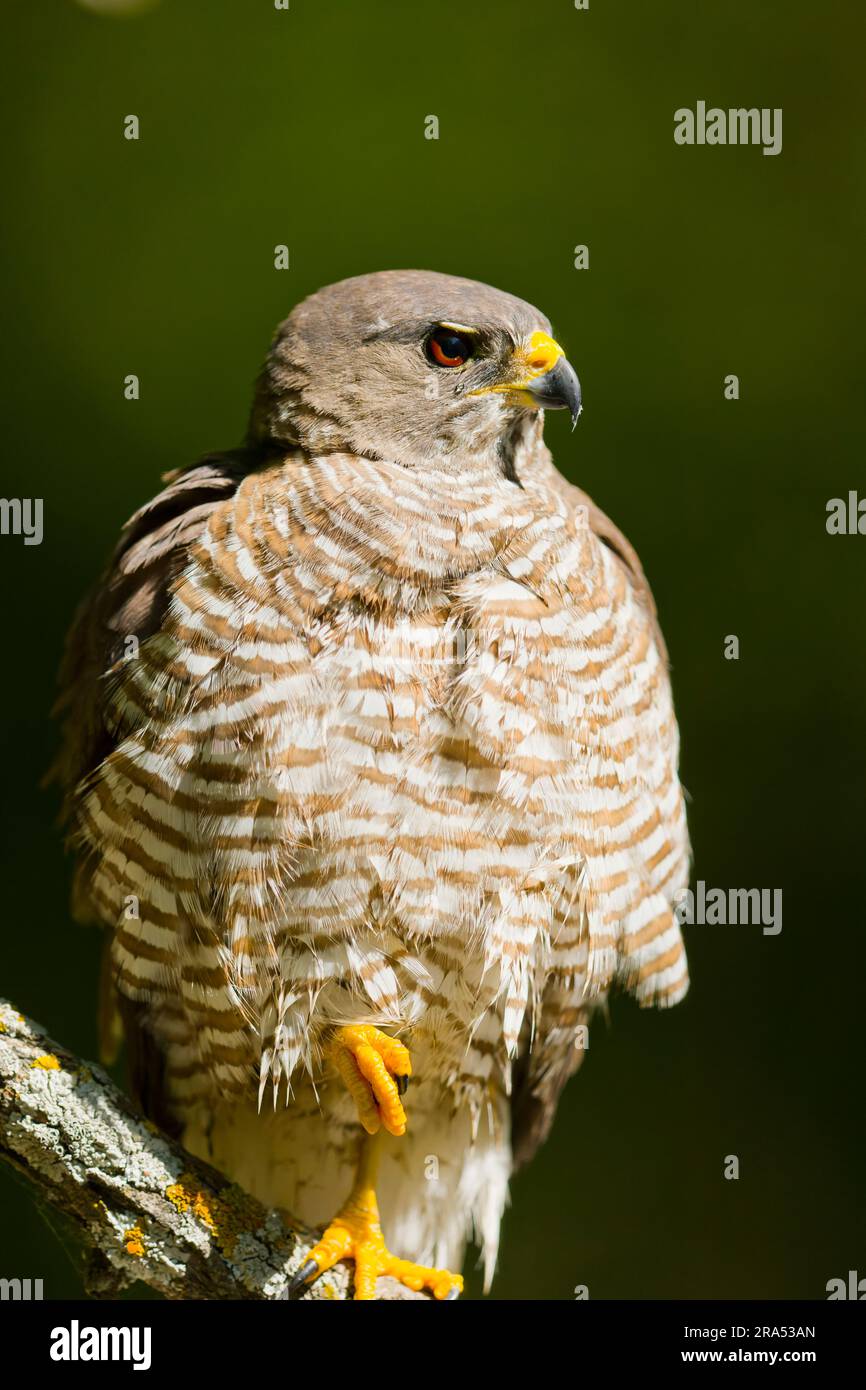 Levant sparrowhawk Accipiter brevipes, adult female perched on branch ...