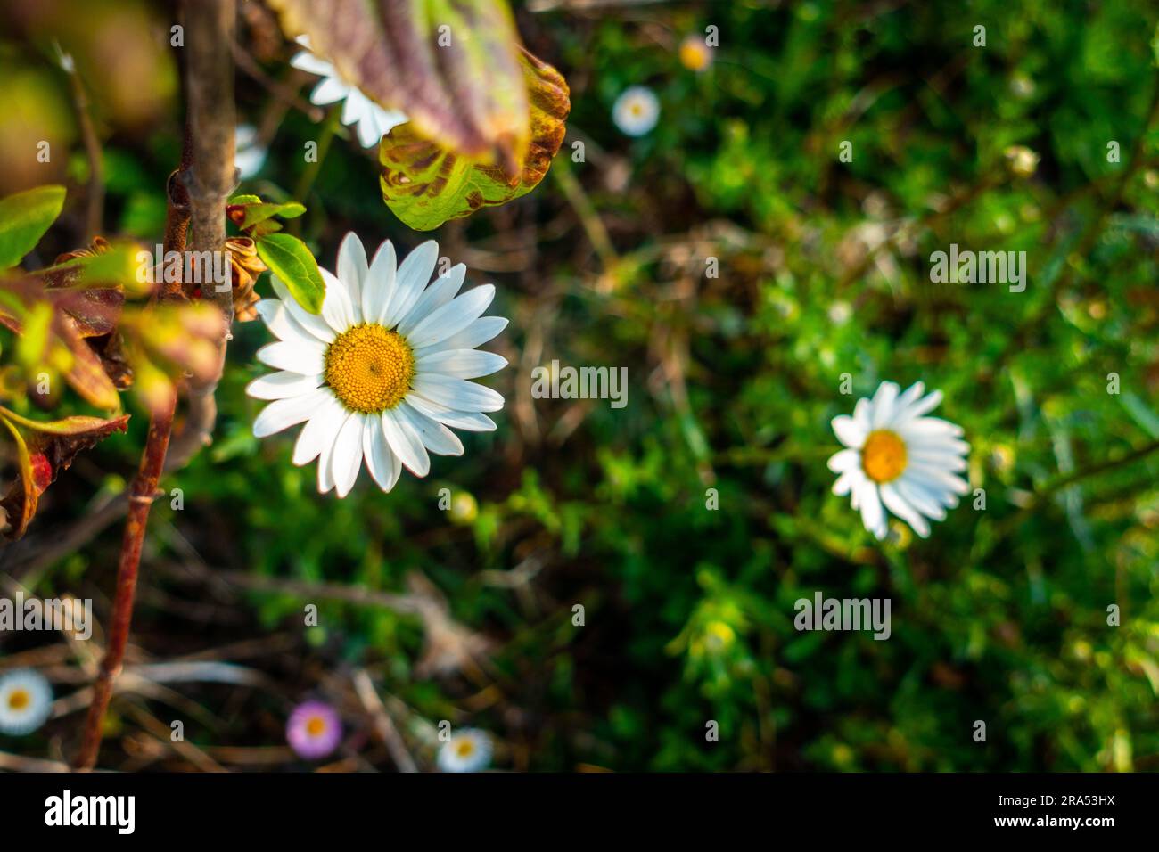 Leucanthemum vulgare, commonly known as the ox-eye daisy flowers in ...