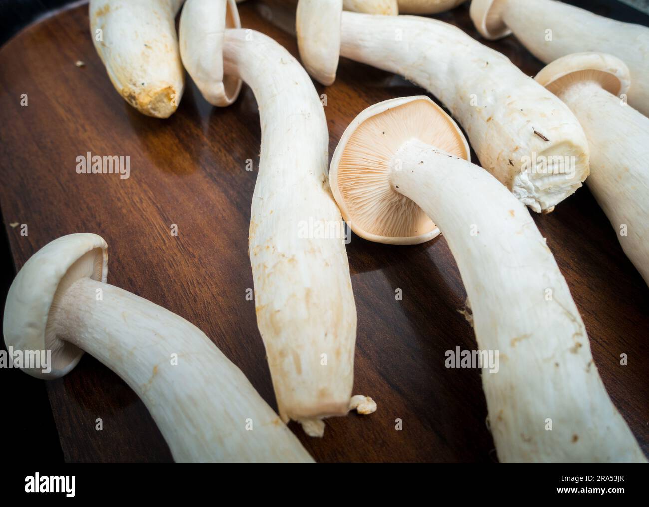 Calocybe indica hi-res stock photography and images - Alamy