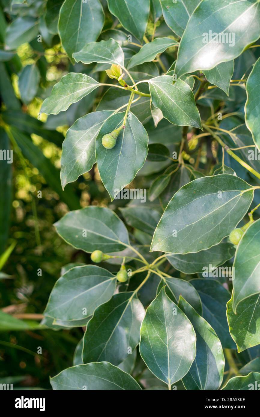 Leaves and seeds of Cinnamomum camphora , Commonly known as Camphor ...