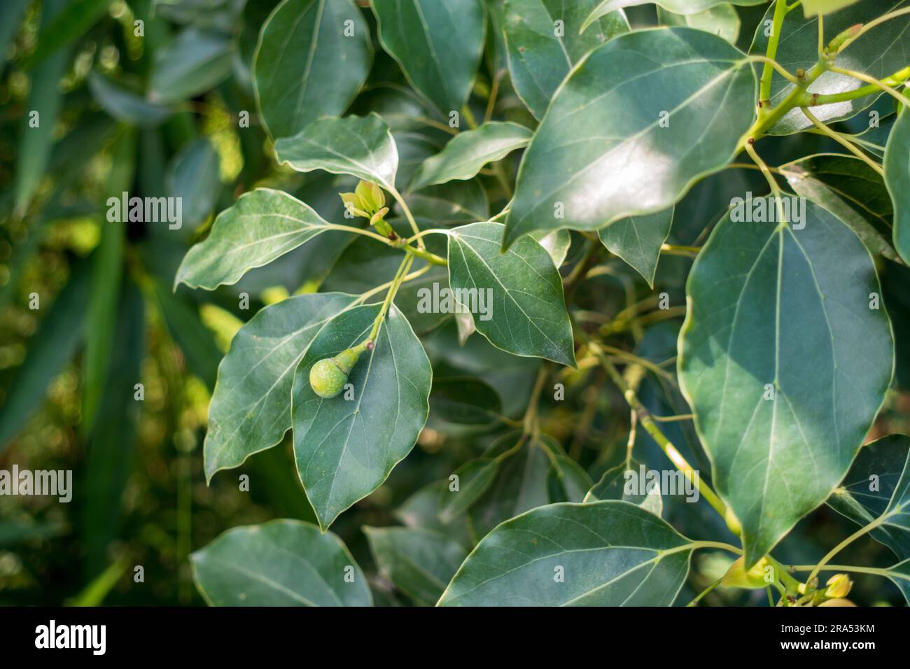 Leaves and seeds of Cinnamomum camphora , Commonly known as Camphor ...