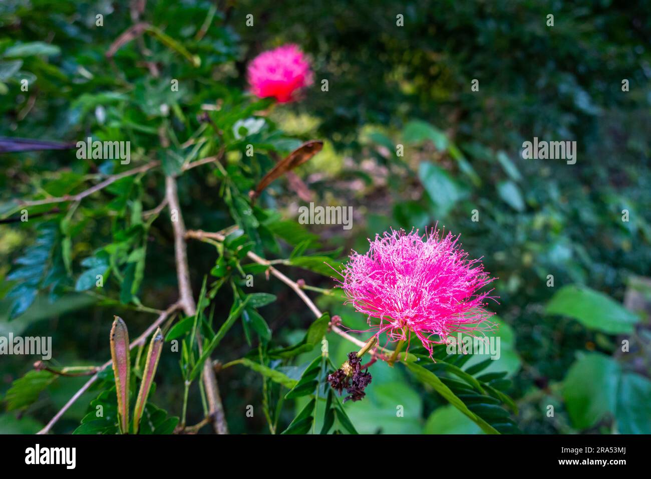 Leaves and flowers of Albizia julibrissin, the Persian silk tree, pink ...