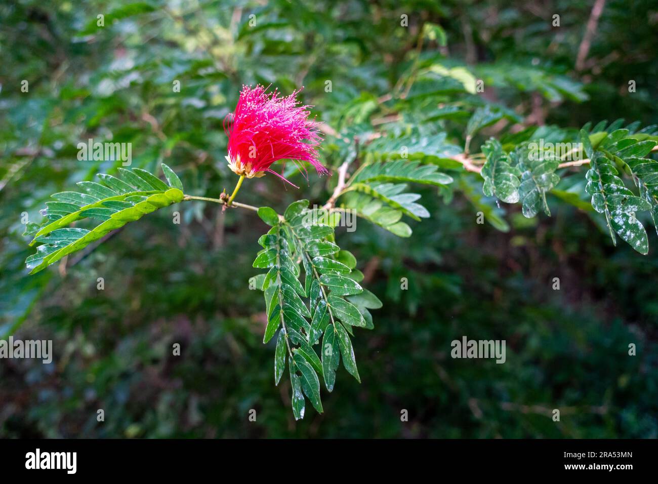 Leaves and flowers of Albizia julibrissin, the Persian silk tree, pink ...