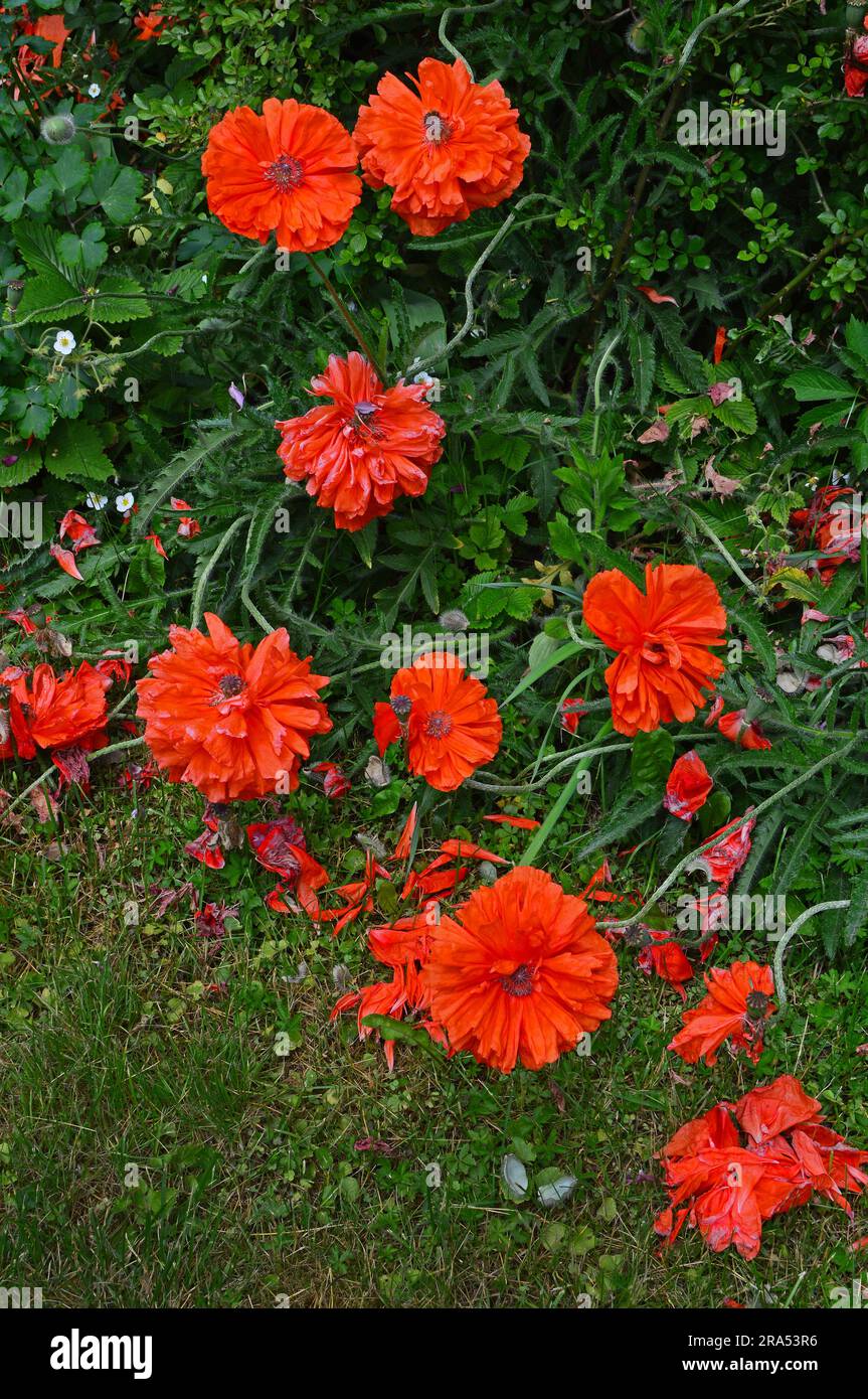 Crumbling flowers hi-res stock photography and images - Alamy