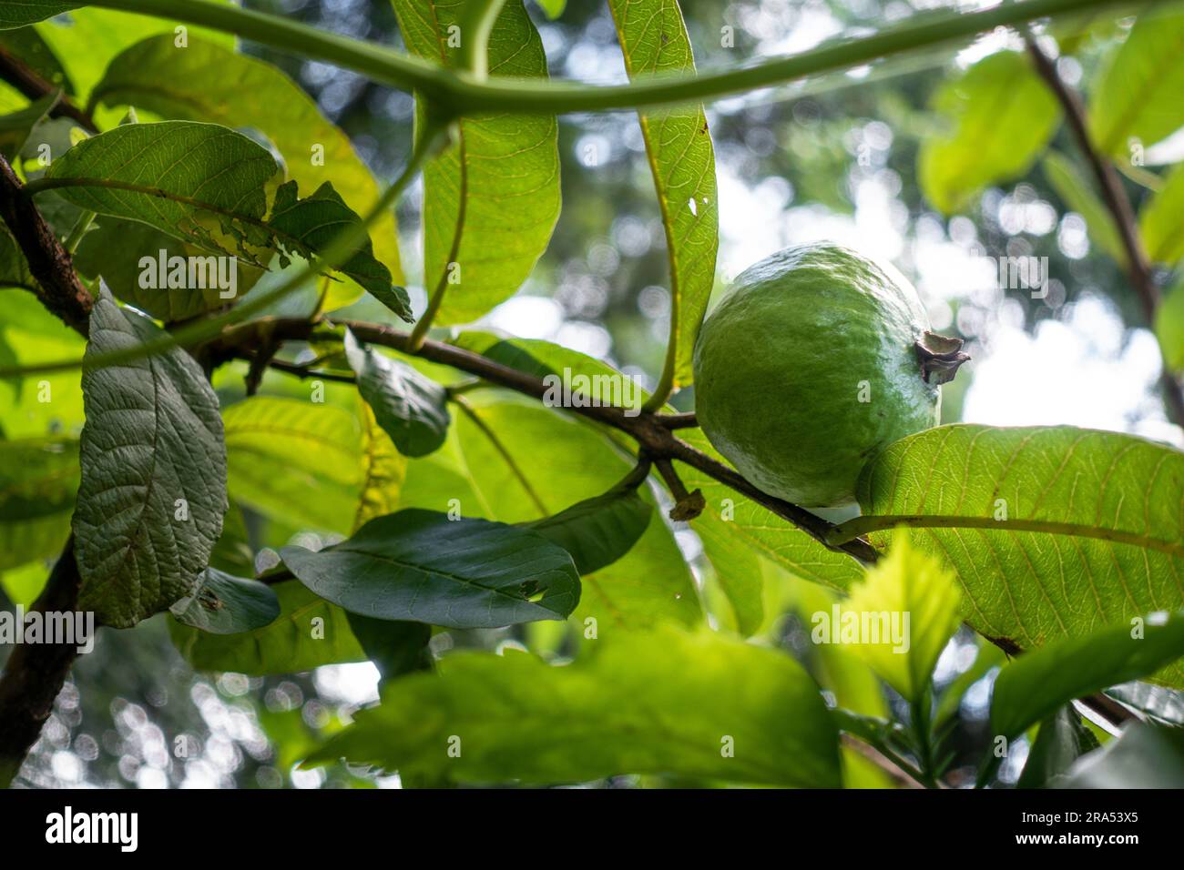 Guava cultivation practices hi-res stock photography and images - Alamy