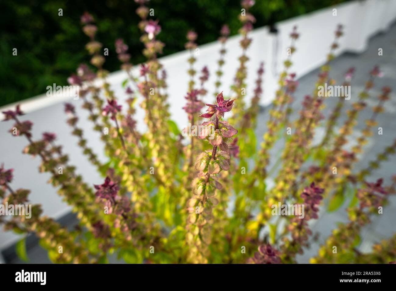 Tulsi plant hi-res stock photography and images - Alamy