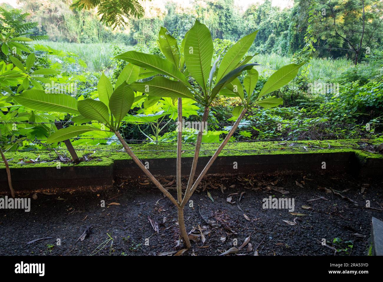 Road side plantation of Magnolia champaca commonly known as champa tree ...