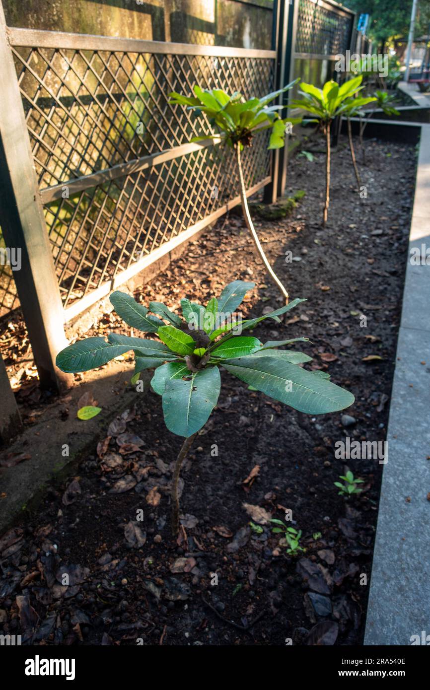 Road side plantation of Magnolia champaca commonly known as champa tree ...