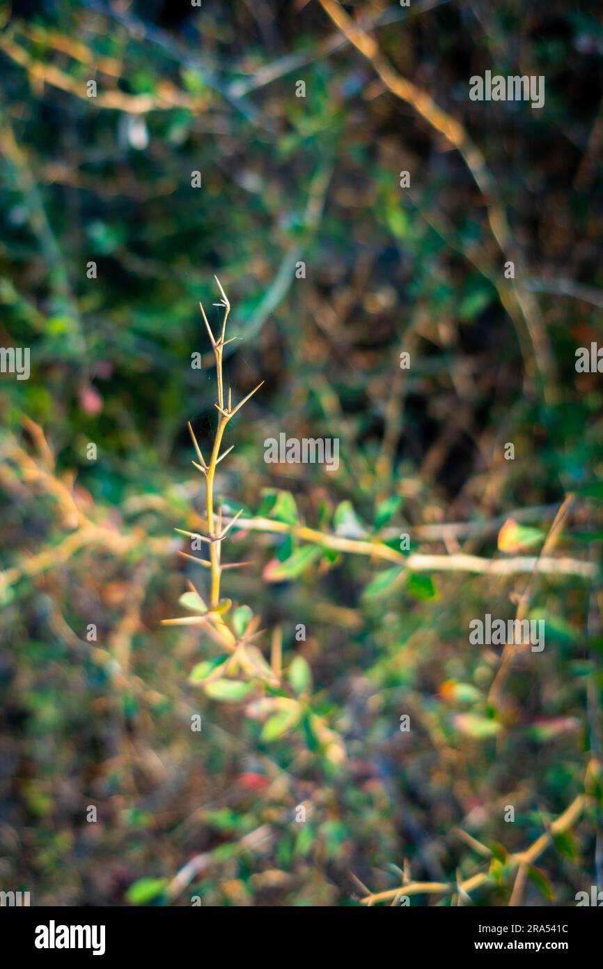 Close up shot of thorns of Acacia plant. India Stock Photo - Alamy