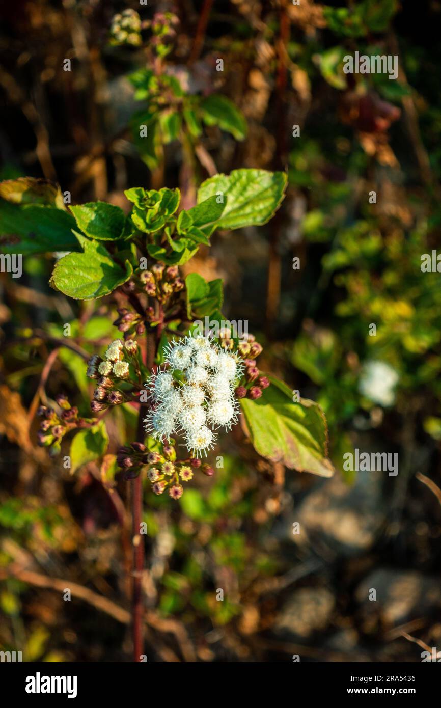 Ageratum conyzoides commonly know as billy goat-weed plant with white ...
