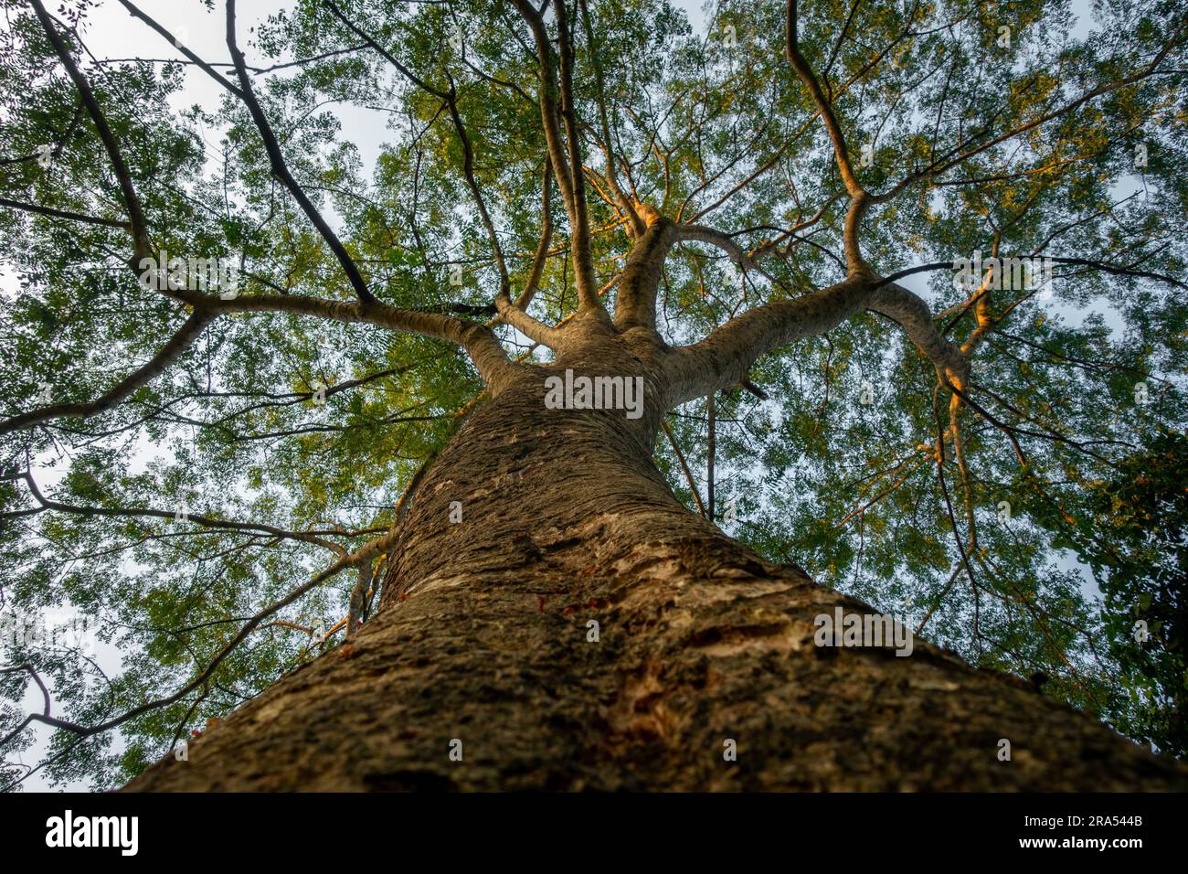 A big tree upward canopy shot with spread out branches. India Stock ...