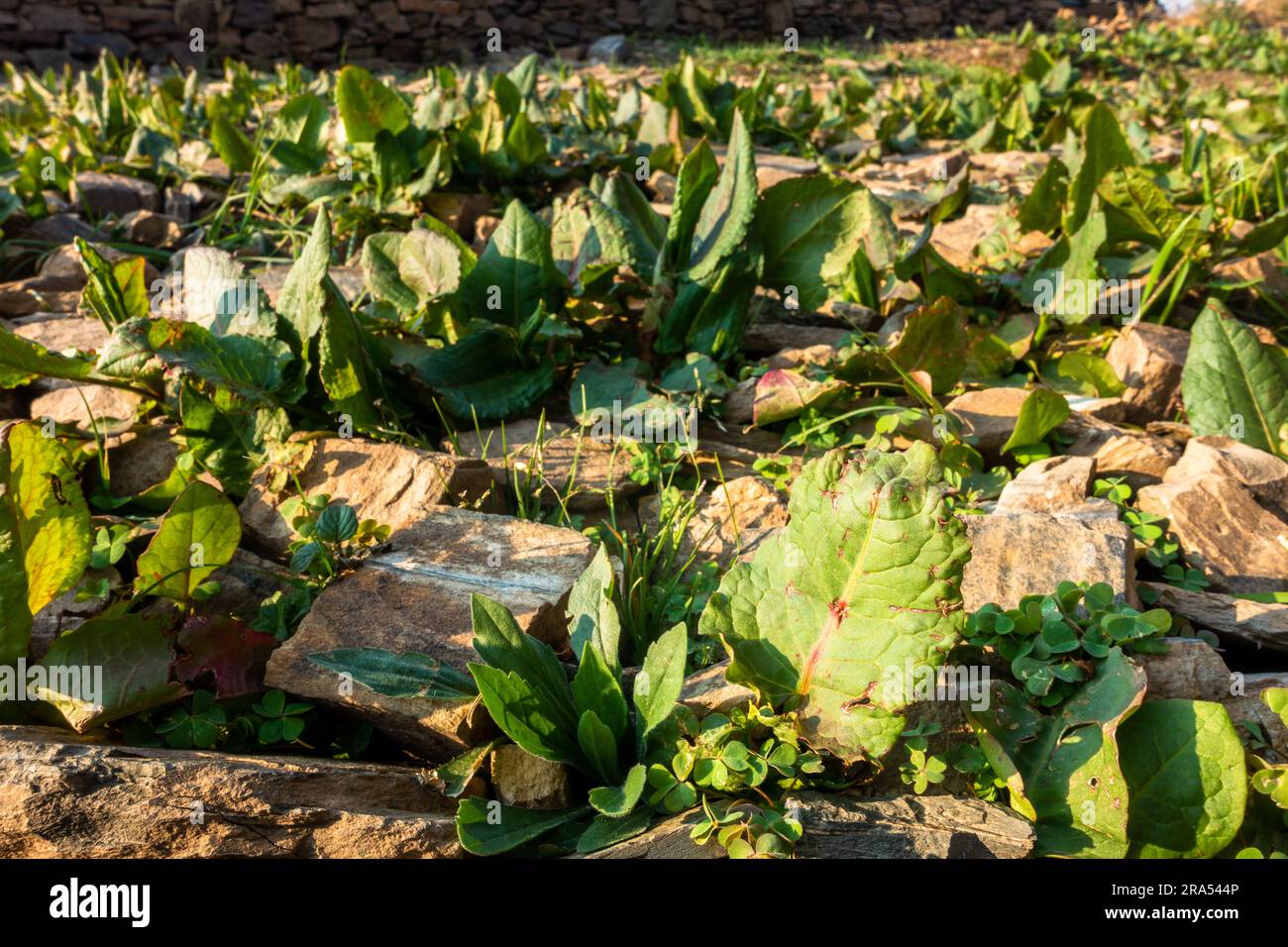 Rumex obtusifolius, commonly known as bitter dock leaves in the ...