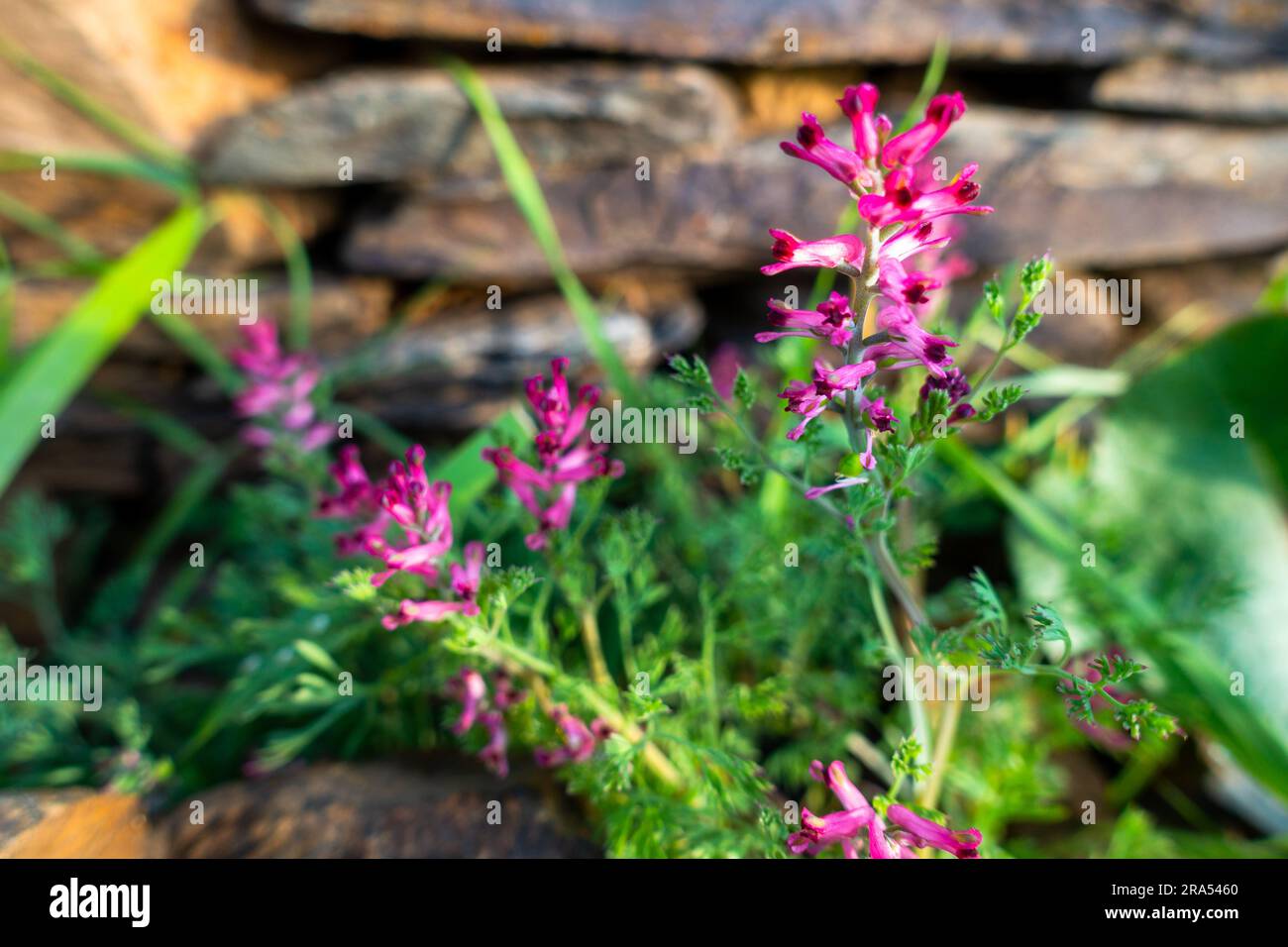 Fumaria officinalis, the common fumitory plant with purple flowers ...