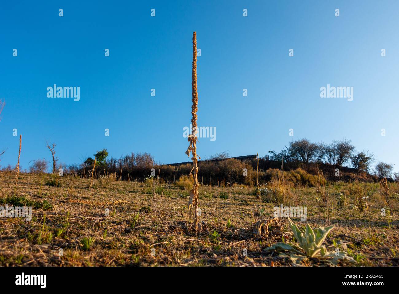 Verbascum thapsus, the great mullein plant in the Himalayan region of ...