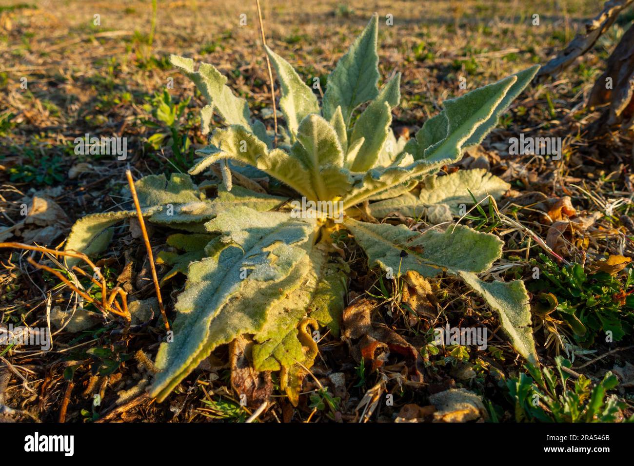 Himalayan mullein hi-res stock photography and images - Alamy