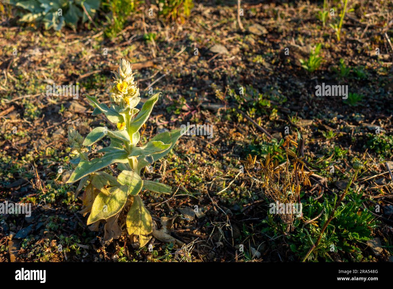 Verbascum thapsus, the great mullein plant in the Himalayan region of ...