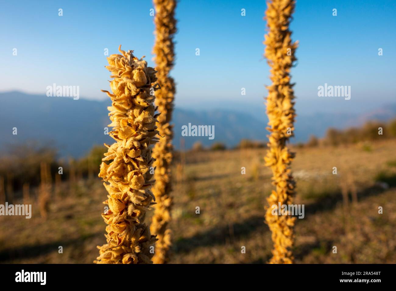 Verbascum thapsus, the great mullein plant in the Himalayan region of ...