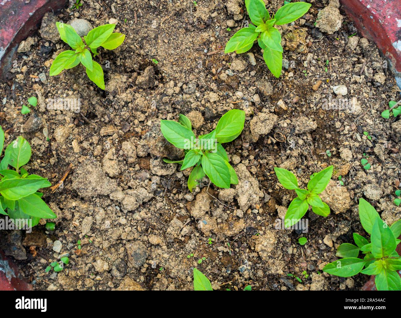 Tulsi leaves hi-res stock photography and images - Alamy