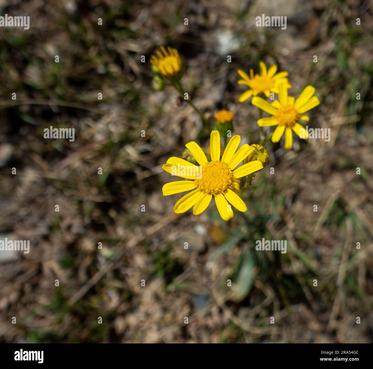 Bloowing yellow flowers of Senecio vernalis, also known as eastern ...