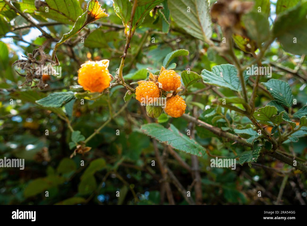 Rubus ellipticus, commonly known as golden Himalayan raspberry, or ...