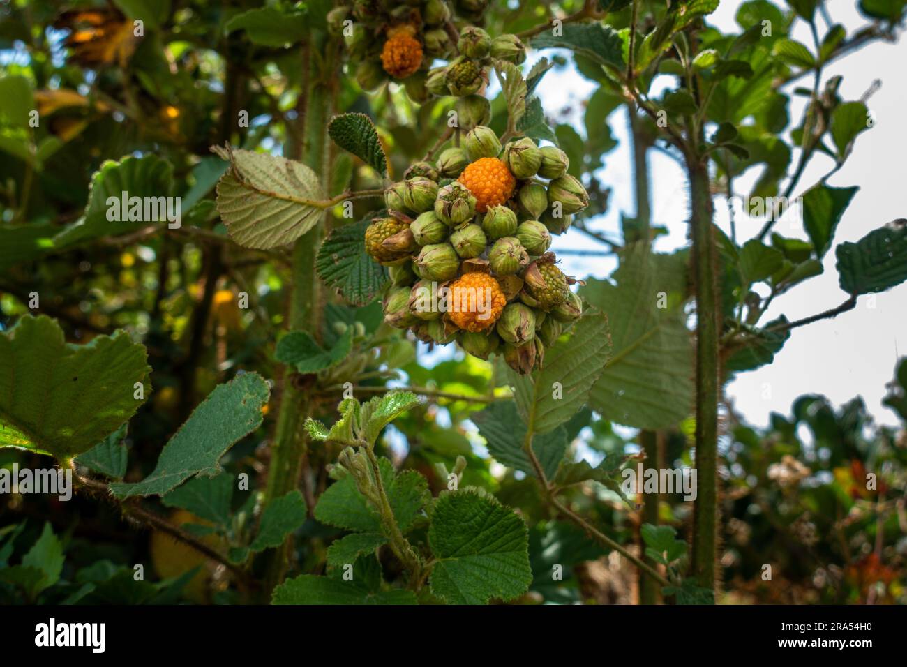 Rubus ellipticus, commonly known as golden Himalayan raspberry, or ...