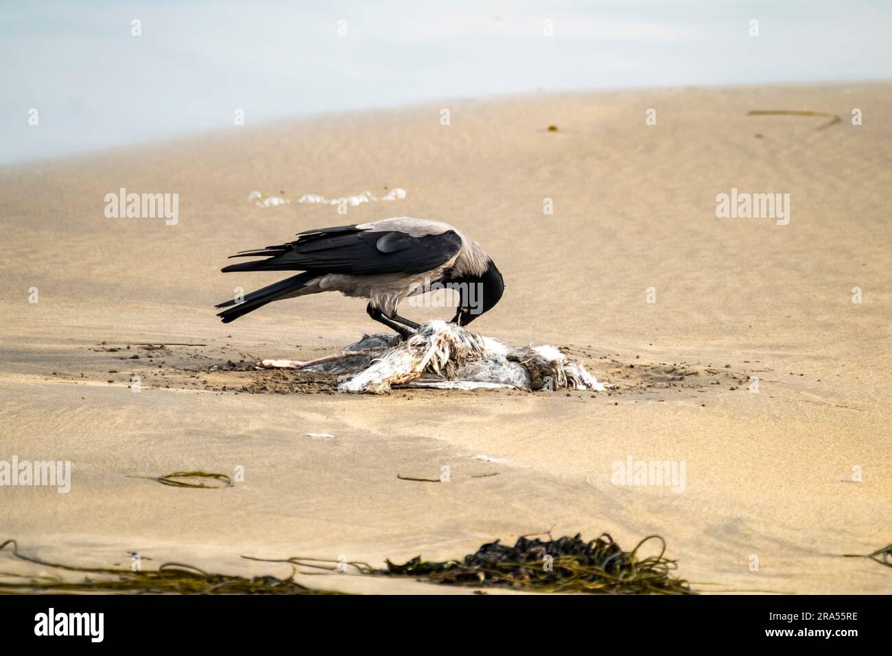 Crow eating a seagull on a sandy beach in Ireland Stock Photo - Alamy