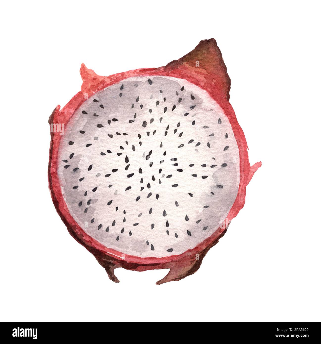 Watercolor illustration of half a dragon fruit. Pitaya. Watercolor ...