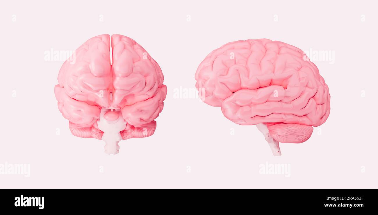 Human brain isolated on white background front and side view 3D ...