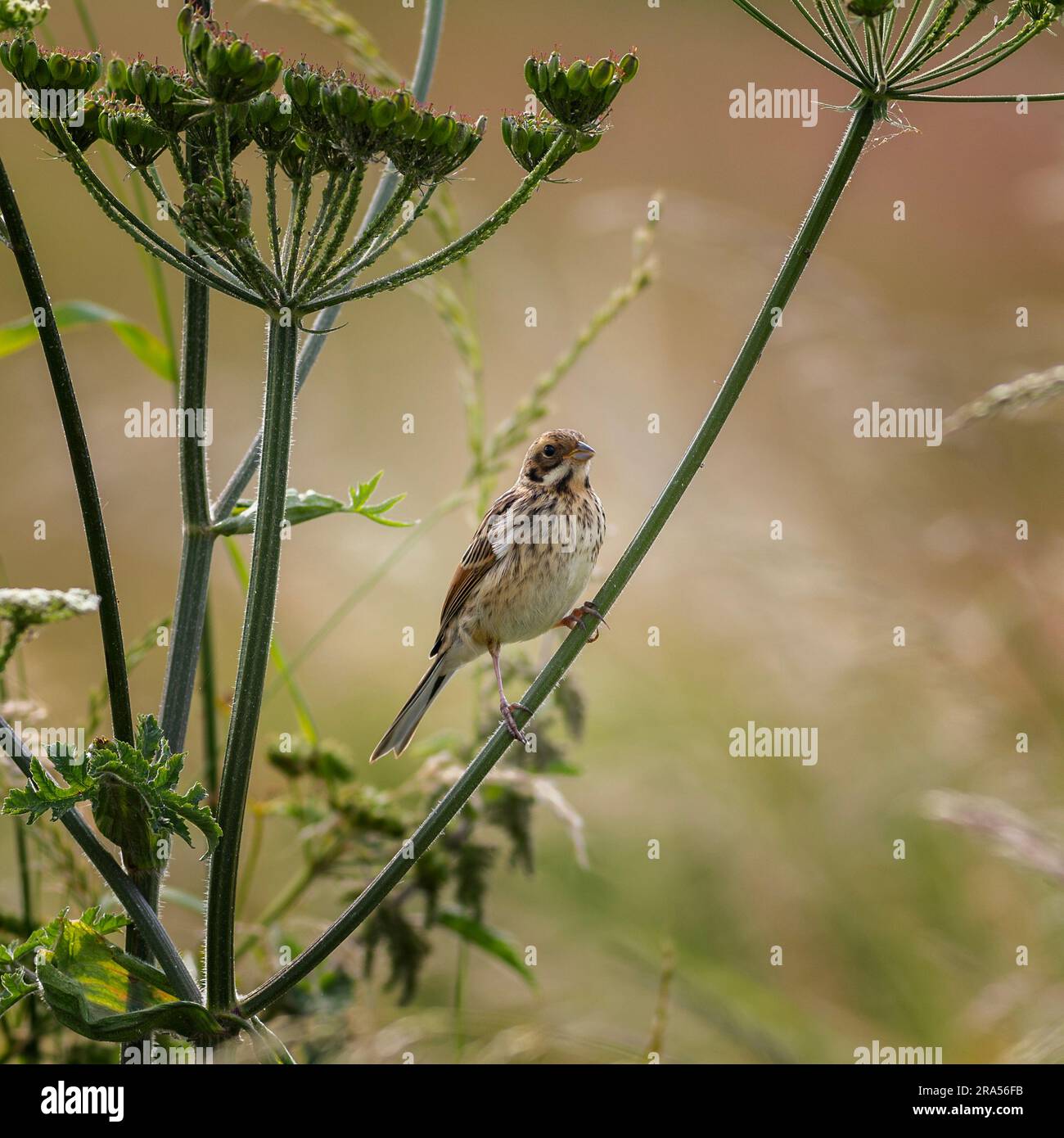 A female common reed bunting Stock Photo - Alamy
