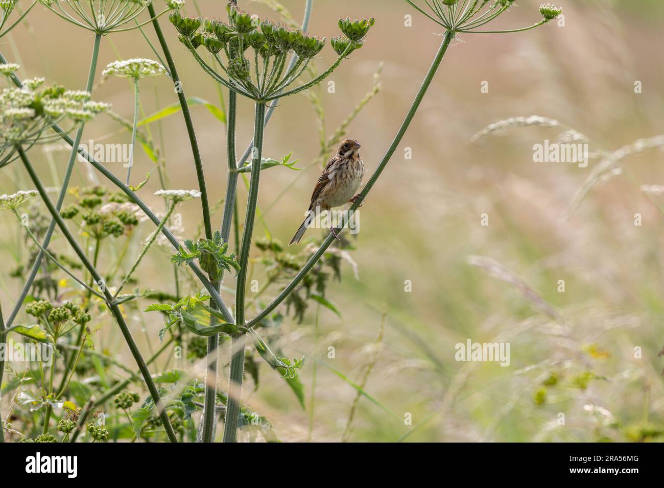 A female common reed bunting Stock Photo - Alamy