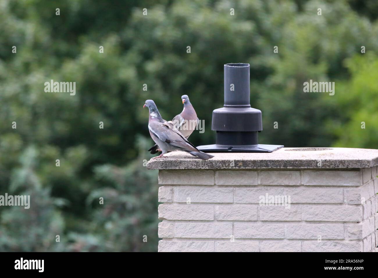 Two beautiful doves in love. Male and female columba palumbus dancing ...