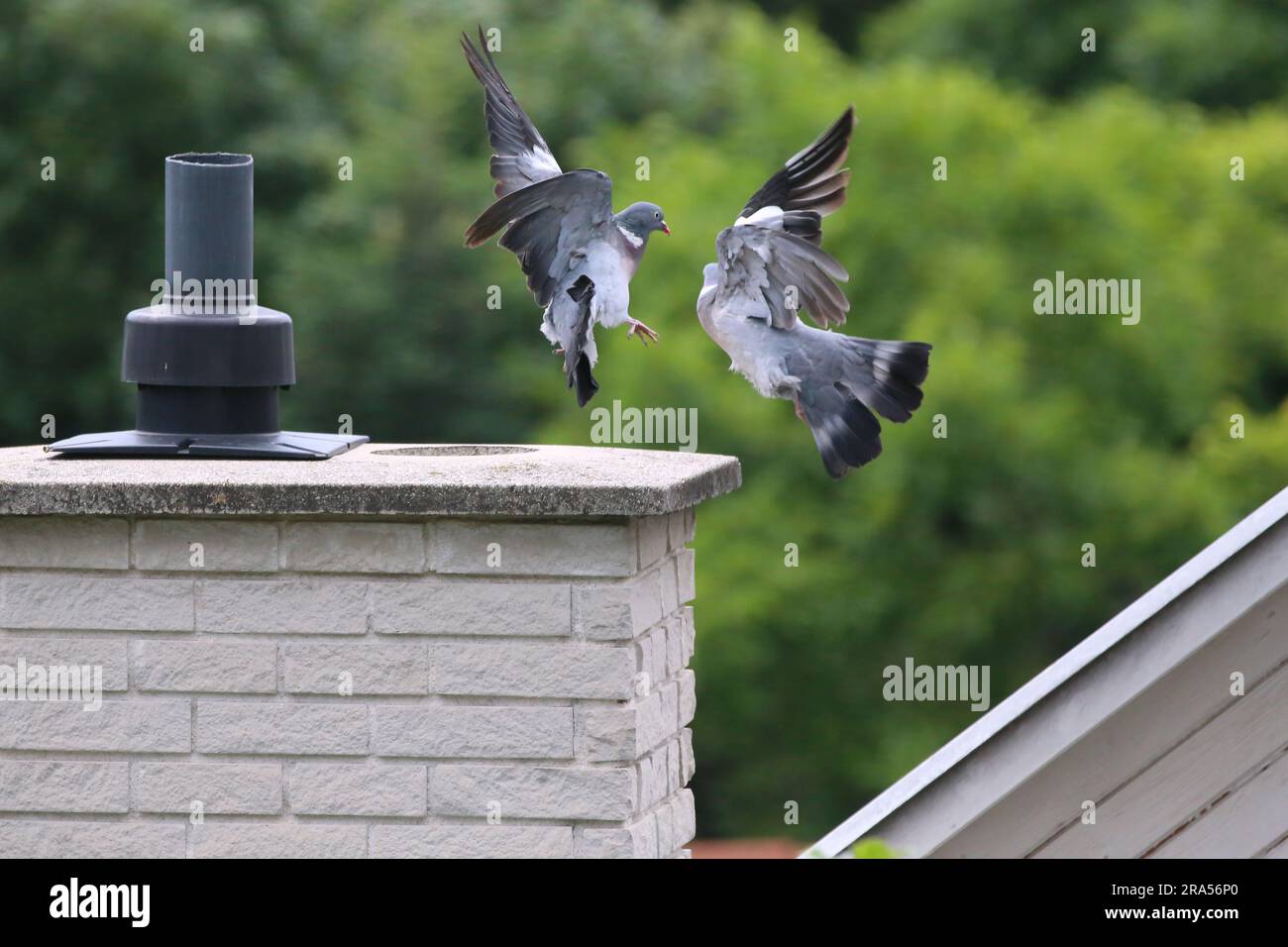 Two beautiful doves in love. Male and female columba palumbus dancing ...