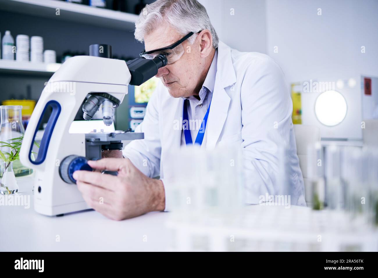 Senior scientist, man and microscope, analysis and science study with ...