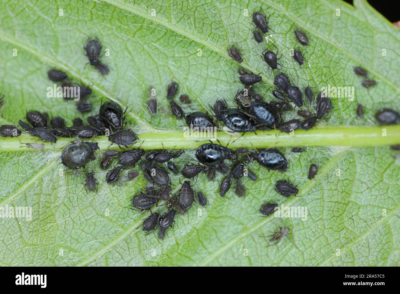 Black cherry aphid Myzus cerasi infestation on a cherry leaf with ants ...