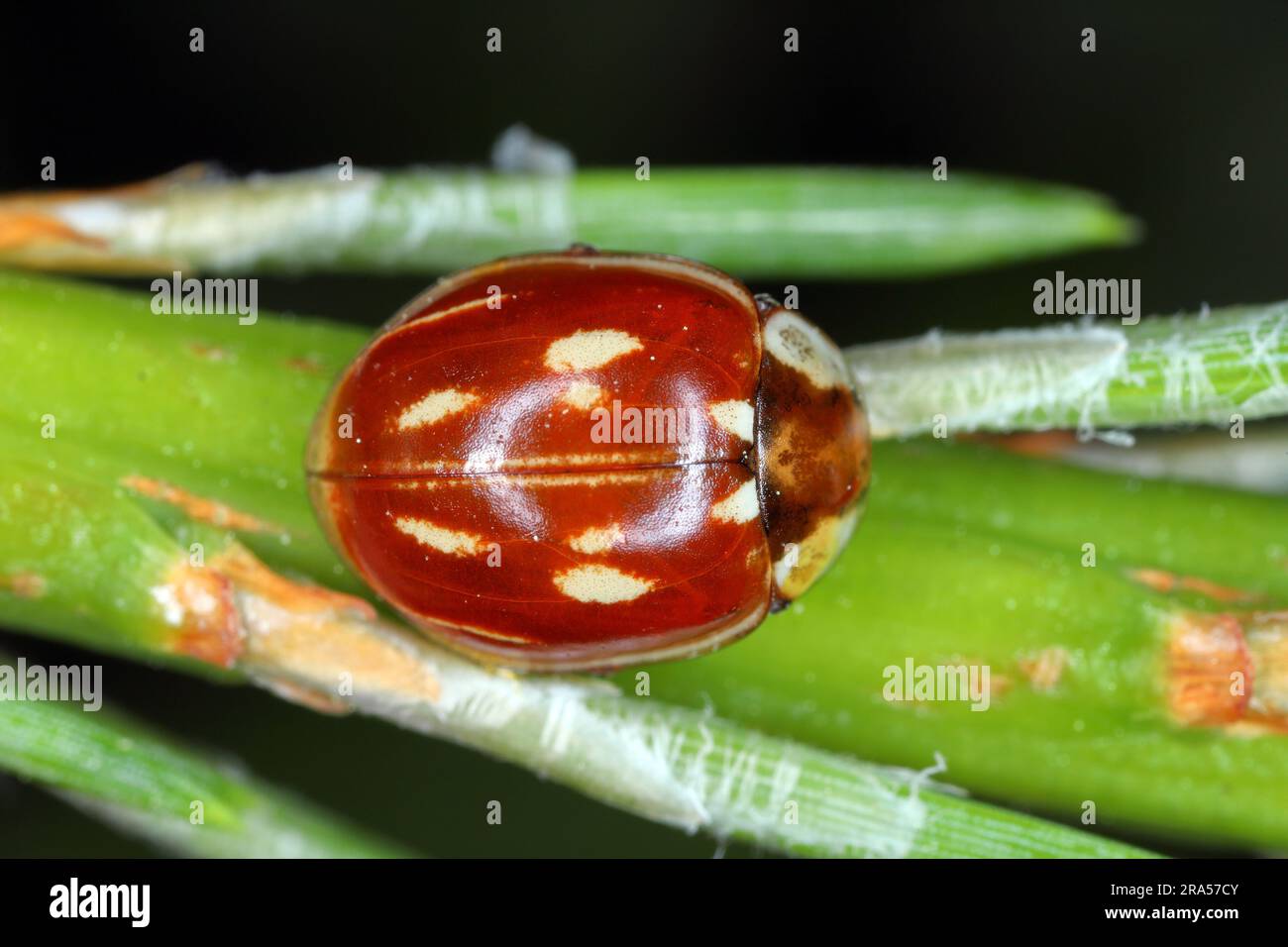 Striped Ladybird; Myzia oblongoguttata. It is a predatory beetle that ...